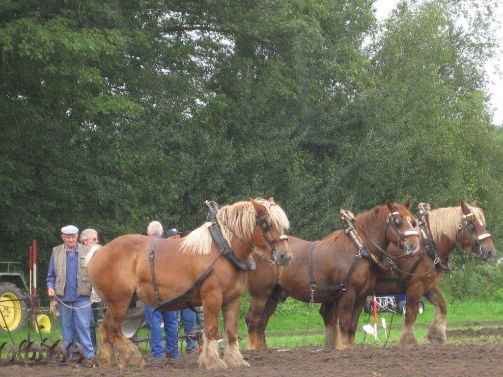 Boerendag en Oldtimershow in Alphen NB | De Recreant